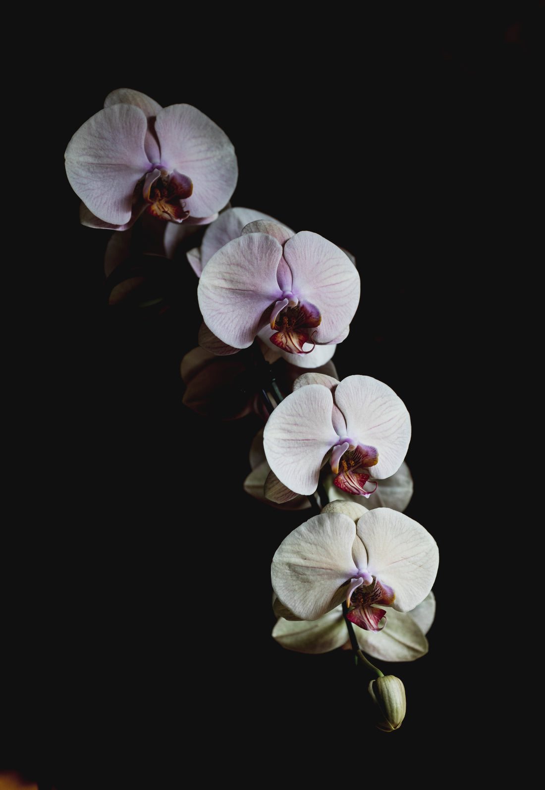 The Orchid Florist Dunedin (Flowers, Florist, Florals, Dunedin, Otago)